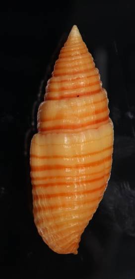 shellauction.net :: Strigatella vexillum - 3612080