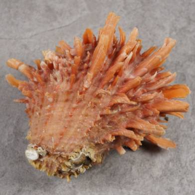 shellauction.net :: Spondylus crassisquama - 3612140