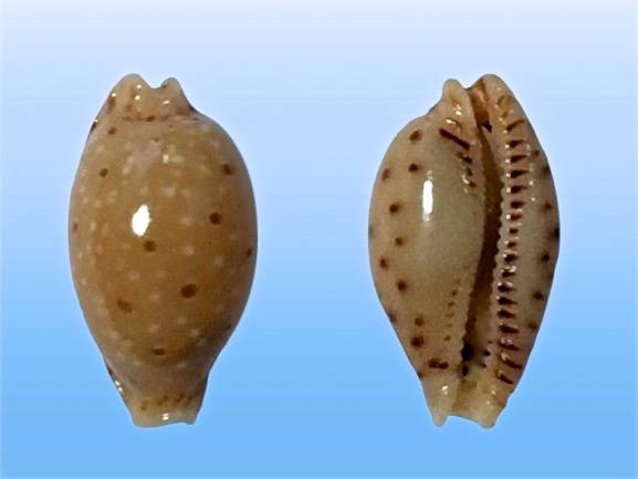 shellauction.net :: Naria beckii - 3612249