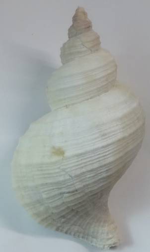 shellauction.net :: Neptunea intersculpta - 3612257