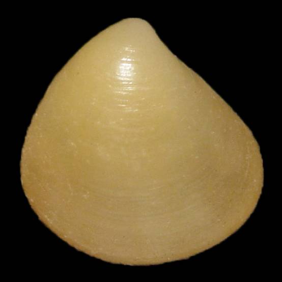 shellauction.net :: Goodallia triangularis - 3612371