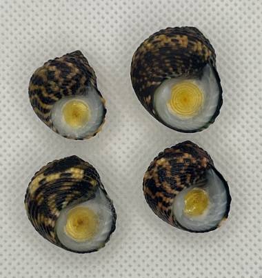 shellauction.net :: Monodonta labio - 3612568