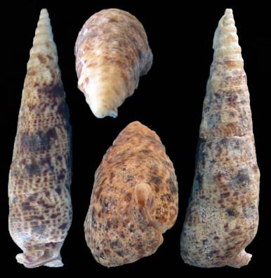 shellauction.net :: Pseudovertagus phylarchus - 3612600