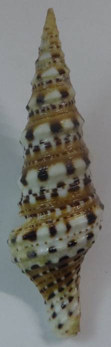 shellauction.net :: Turris spectabilis - 3612745