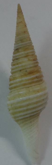 shellauction.net :: Turris annulata - 3612762