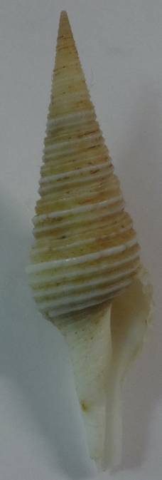 shellauction.net :: Turris annulata - 3612762