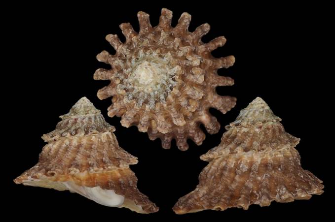 shellauction.net :: Lithopoma tectum - 3612798