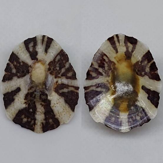 shellauction.net :: Patella sp. - 3612841