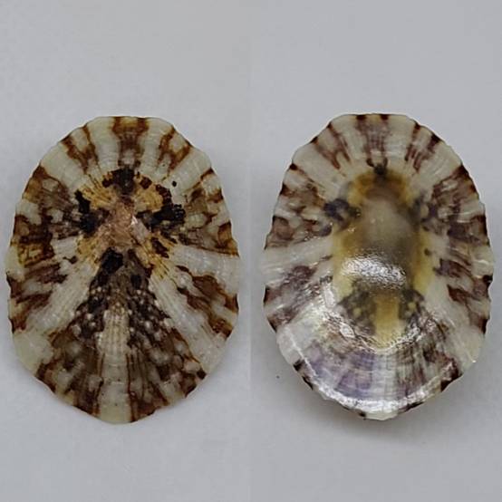 shellauction.net :: Patella sp. - 3612842