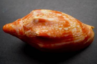 shellauction.net :: Cymbiola innexa - 3612875