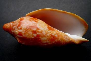 shellauction.net :: Cymbiola innexa - 3612875