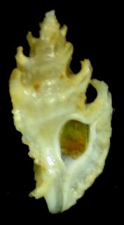 shellauction.net :: Prototyphis angasi - 3612877