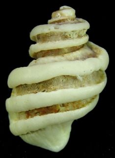 shellauction.net :: Trochia cingulata - 3612879