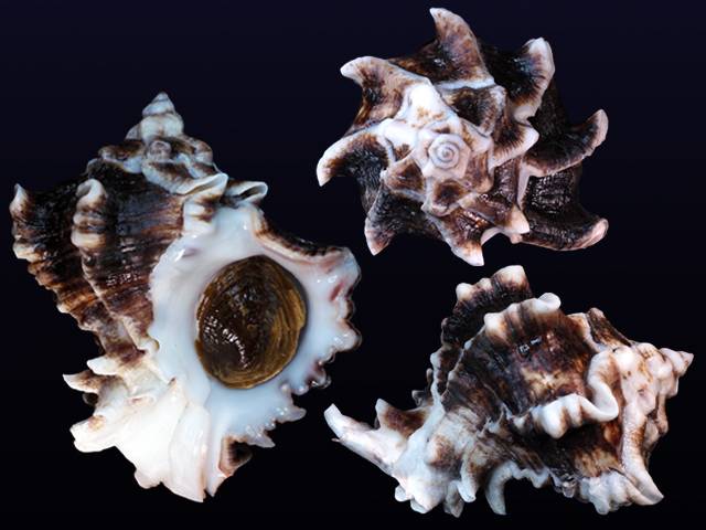 shellauction.net :: Hexaplex kuesterianus - 3612894