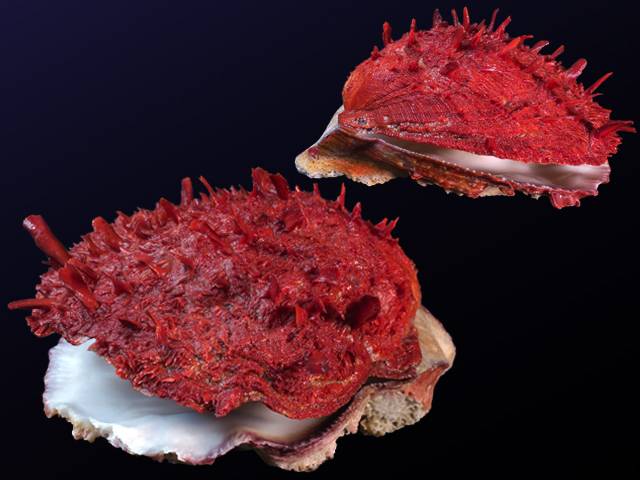 shellauction.net :: Spondylus layardi - 3612927