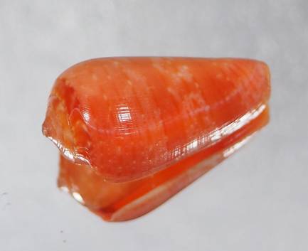 shellauction.net :: Conus solangeae - 3612950