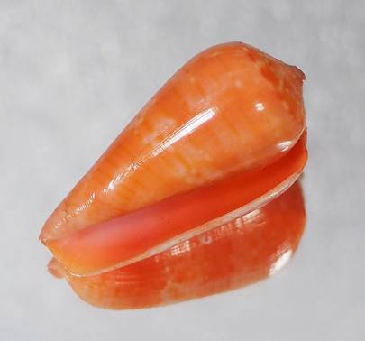 shellauction.net :: Conus solangeae - 3612950