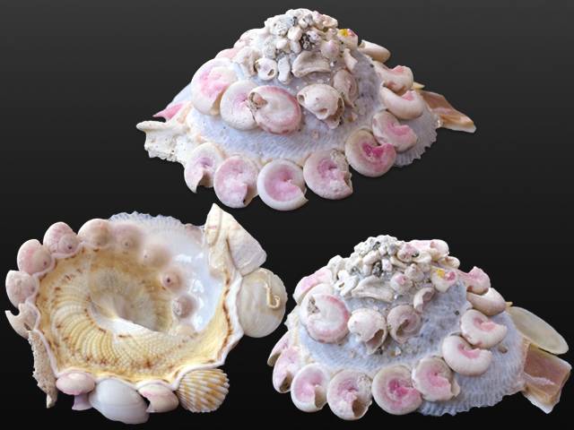 shellauction.net :: Xenophora corrugata - 3612969