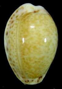 shellauction.net :: Cypraea spurca - 3613095