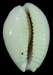 shellauction.net :: Cypraea spurca - 3613095