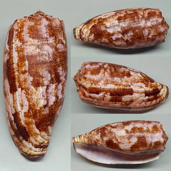 shellauction.net :: Conus geographus - 3613104