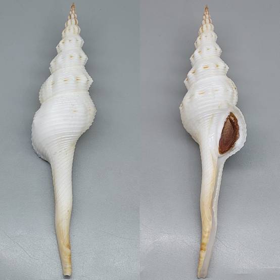 shellauction.net :: Fusinus forceps - 3613108