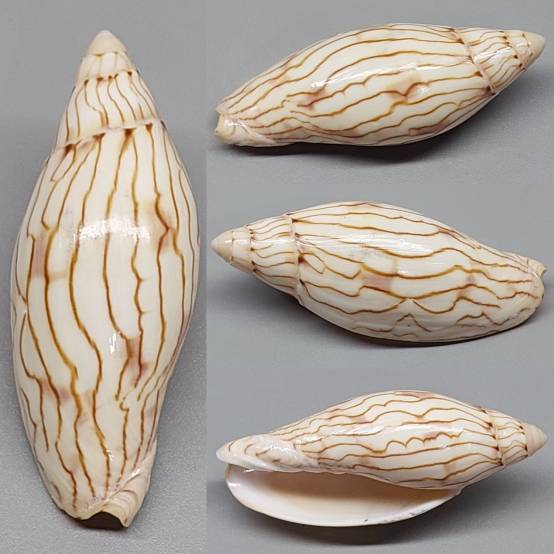 shellauction.net :: Amoria turneri - 3613134