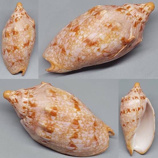 shellauction.net :: Cymbiola innexa - 3613147