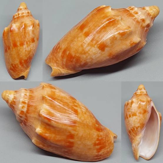 shellauction.net :: Cymbiola innexa - 3613150