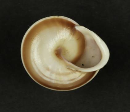 shellauction.net :: Rhynchotrochus woodlarkianus - 3613182