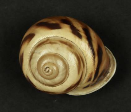 shellauction.net :: Rhynchotrochus lambei - 3613186