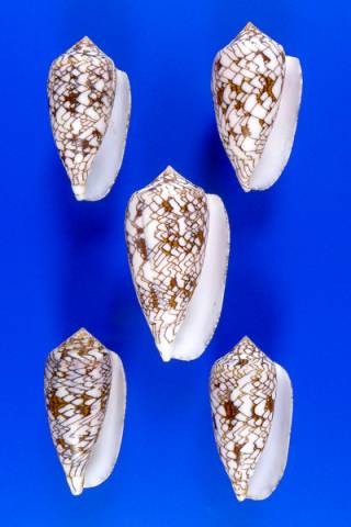 shellauction.net :: Conus textile tenuiornata - 3613193
