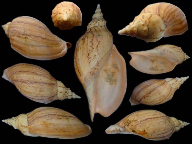 shellauction.net :: Adelomelon beckii - 3613213