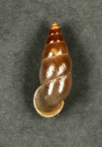 shellauction.net :: Schistoloma macgregori - 3613240