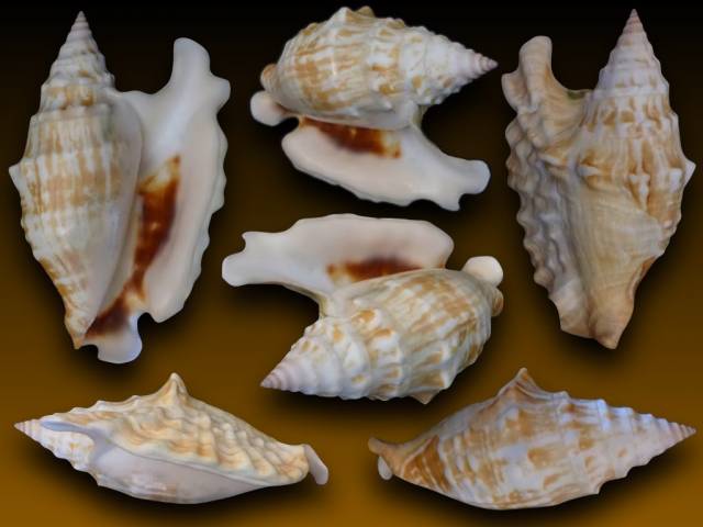 shellauction.net :: Strombus oldi - 3613287