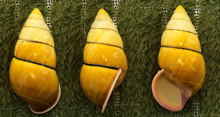 shellauction.net :: Amphidromus madelineae - 3613329