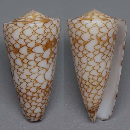 shellauction.net :: Conus nobilis - 3613427