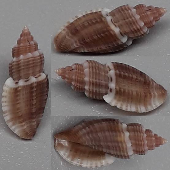 shellauction.net :: Eucithara sp. - 3613474