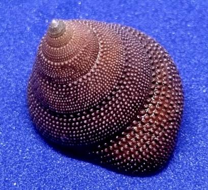 shellauction.net :: Clanculus undatus - 3613499