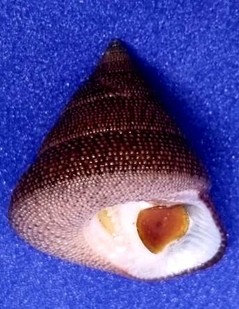 shellauction.net :: Clanculus undatus - 3613499