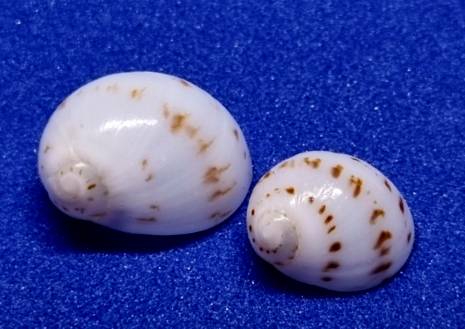 shellauction.net :: Natica euzona - 3613570