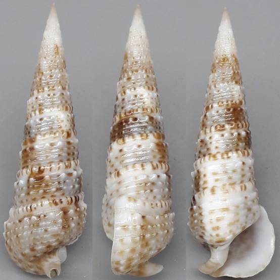 shellauction.net :: Cerithium sp. - 3613573