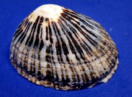 shellauction.net :: Patella laticostata - 3613805