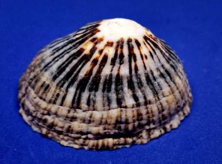 shellauction.net :: Patella laticostata - 3613805