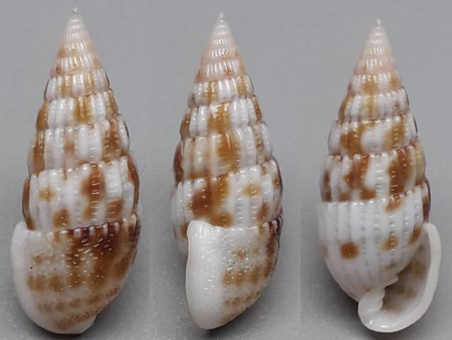 shellauction.net :: Otopleura auriscati - 3614050