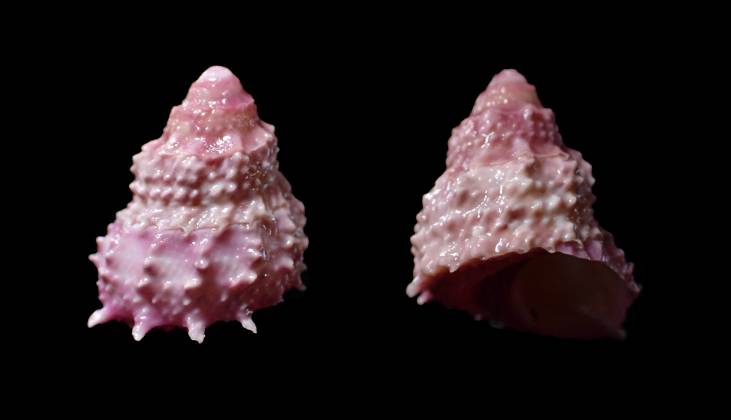 shellauction.net :: Astralium roseobasis - 3614140