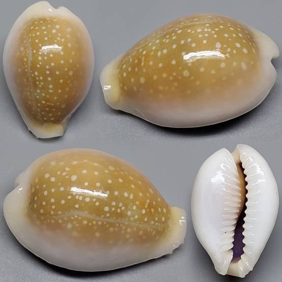 shellauction.net :: Naria miliaris - 3614198