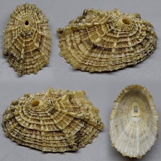 shellauction.net :: Fissurella sp. - 3614437