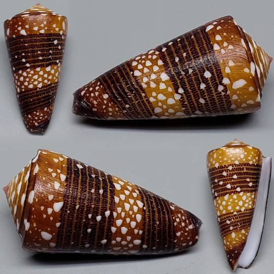 shellauction.net :: Conus victor - 3614763