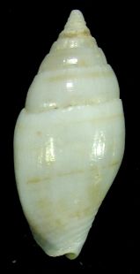 shellauction.net :: Pyrene obtusa f.lactea - 3614907